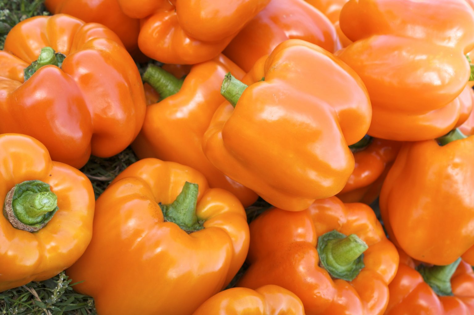 Paprika Cubo Orange | bioverita – Bio von Anfang an!