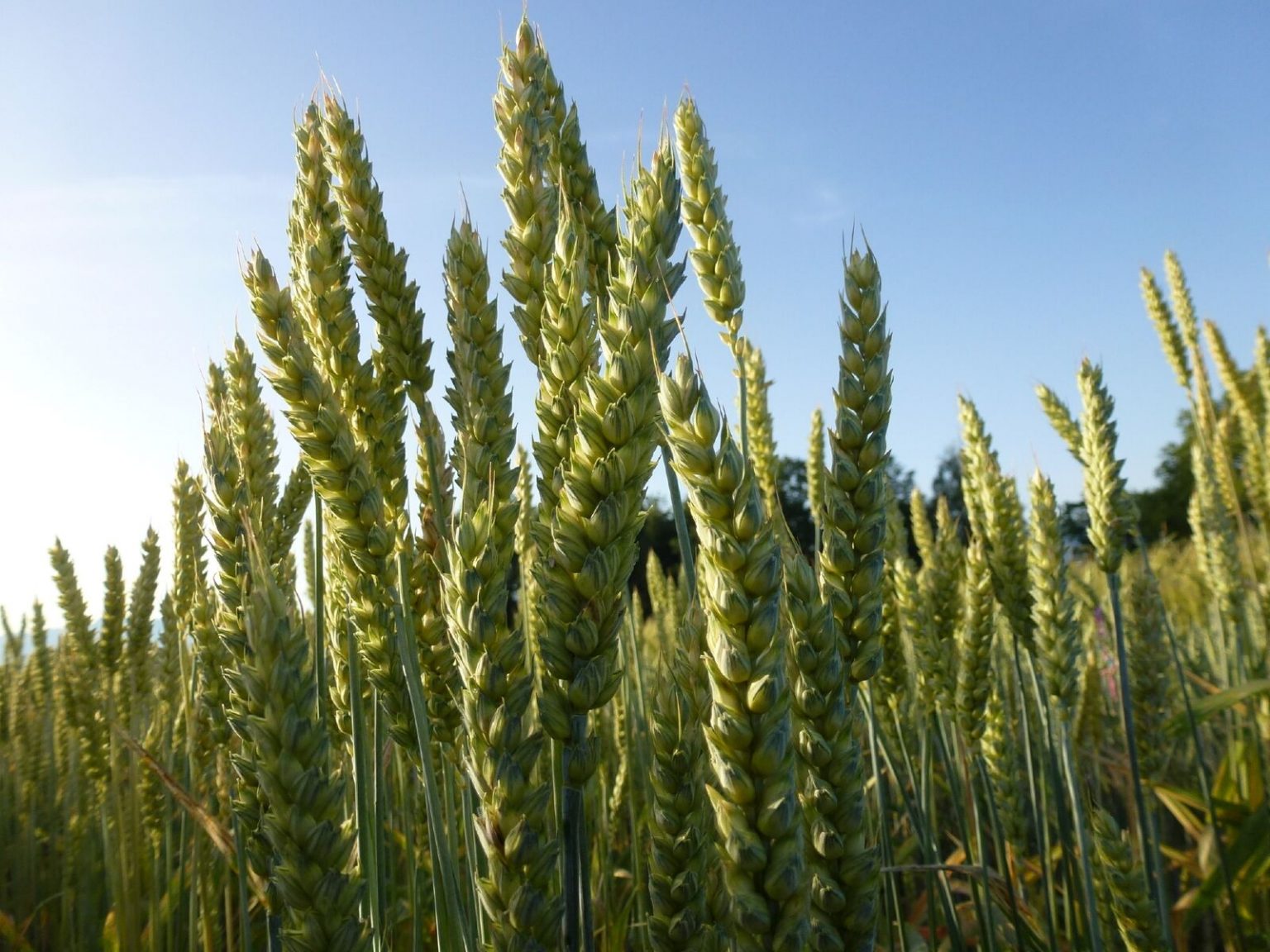 Winterweizen Tengri | bioverita – Bio von Anfang an!