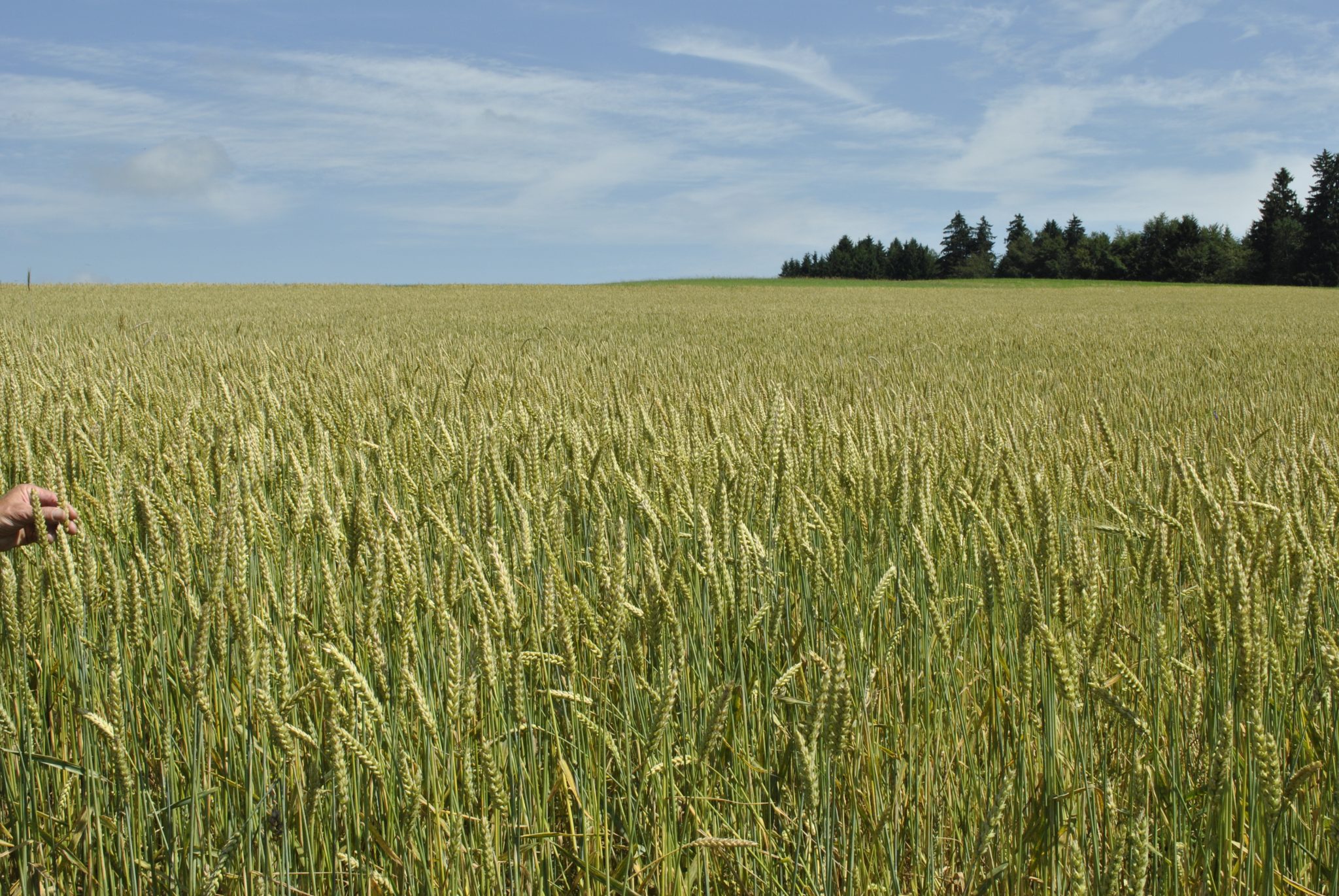 Winterweizen Goldritter | bioverita – Bio von Anfang an!