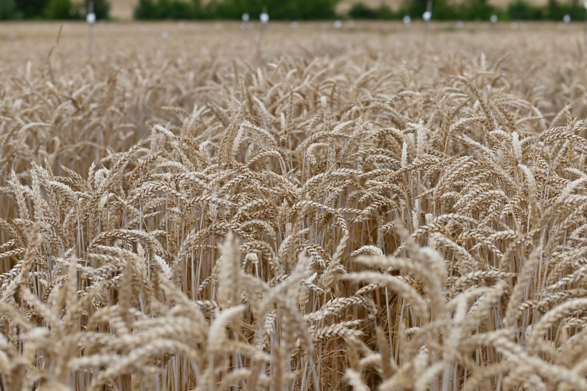 Winterweizen Jularo | bioverita – Bio von Anfang an!