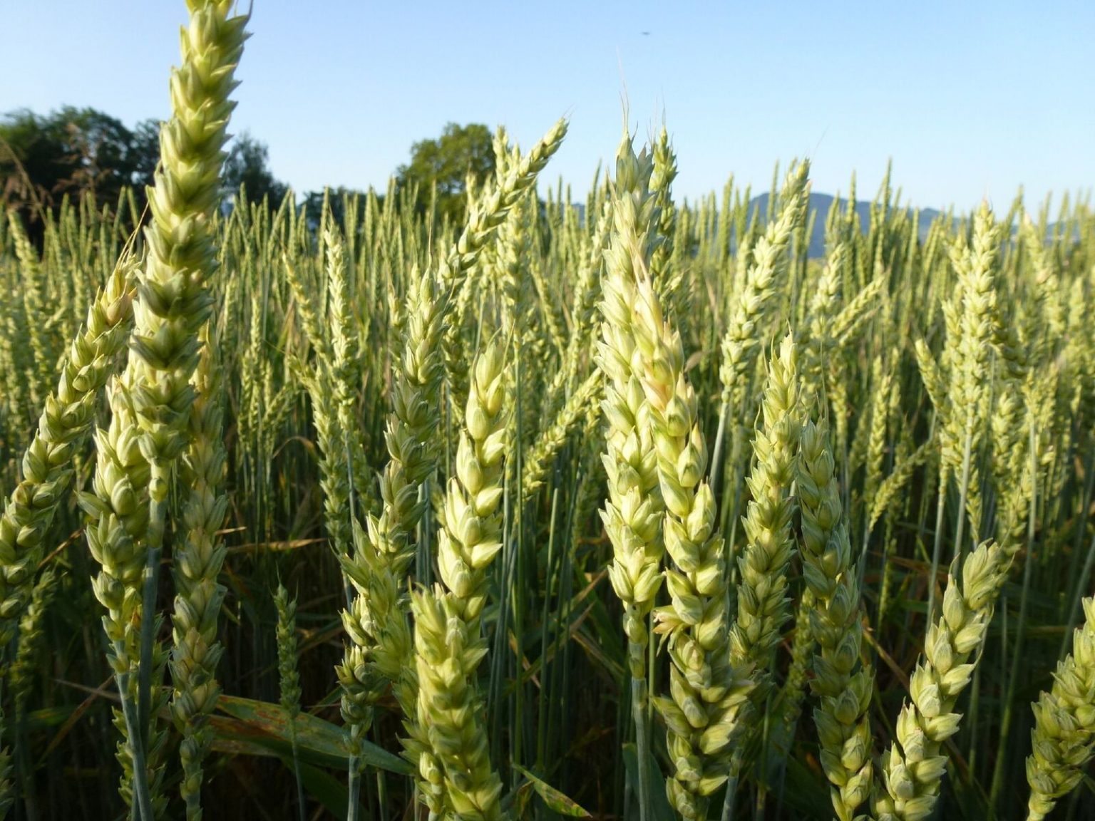 Winterweizen Wiwa | bioverita – Bio von Anfang an!